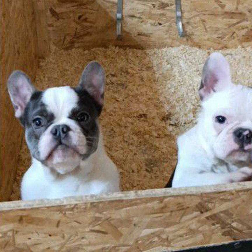 Французский бульдог, щенок