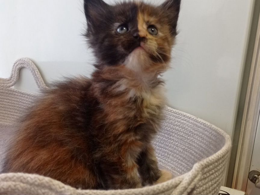 Гиперактивный которебенок