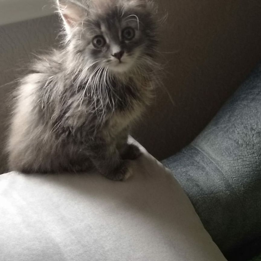 Красивейший котёнок