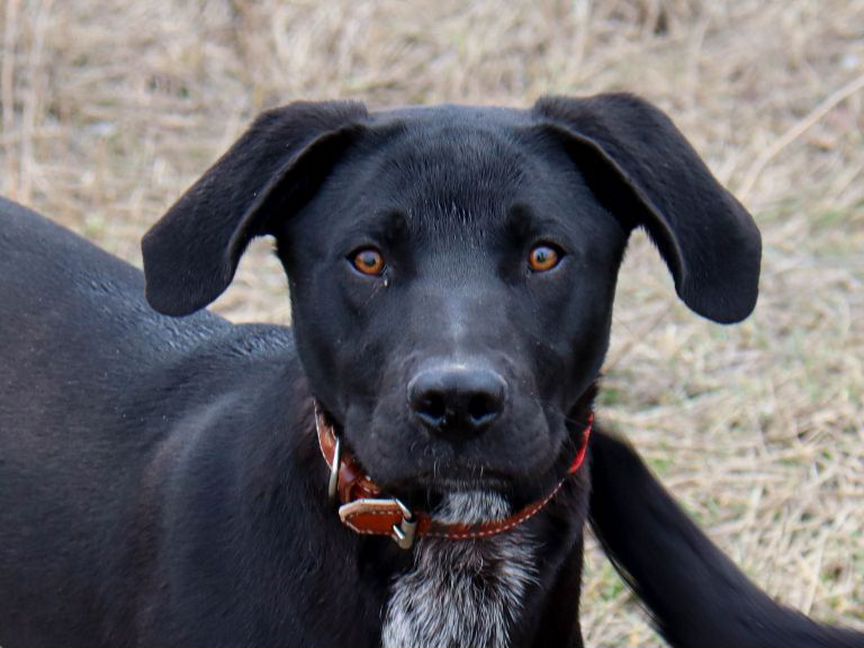 Хаммер в добрые руки