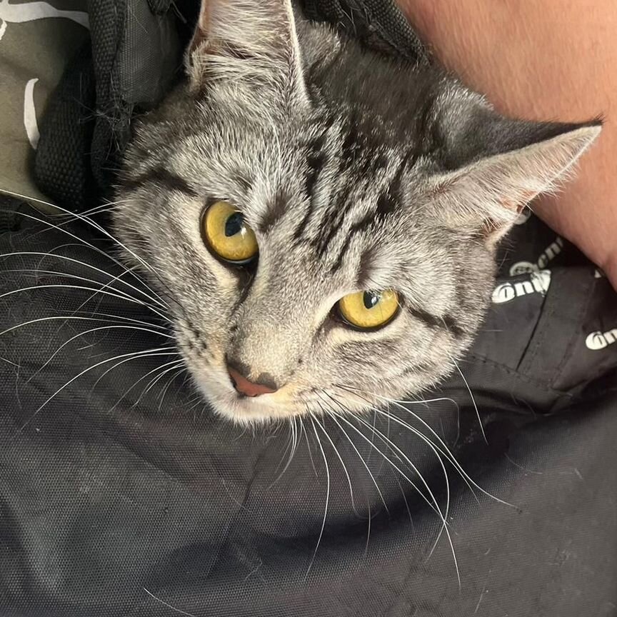 Кошечка Майя