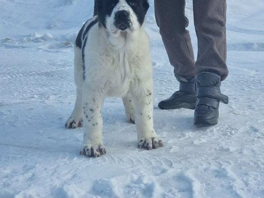 Среднеазиатская овчарка