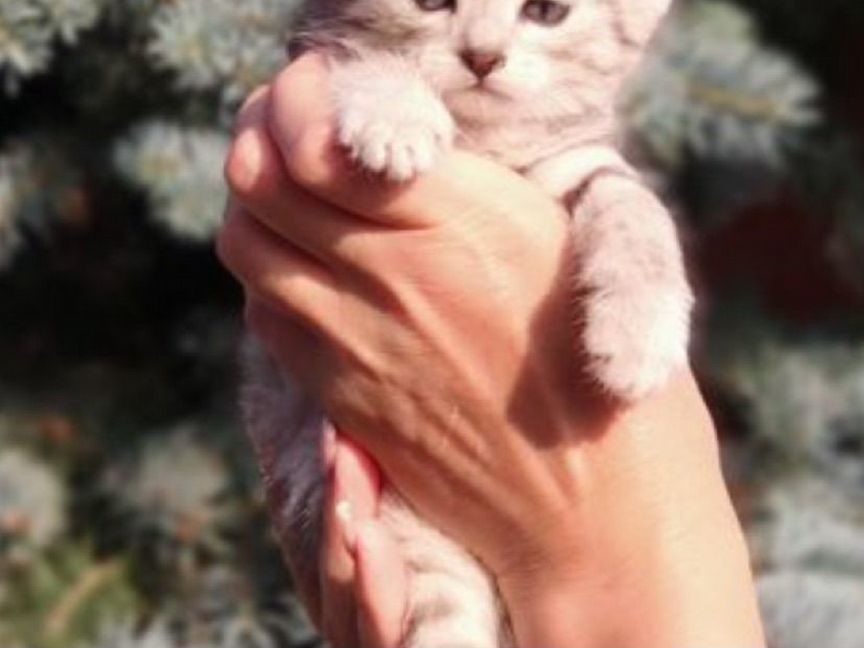 Британские котята