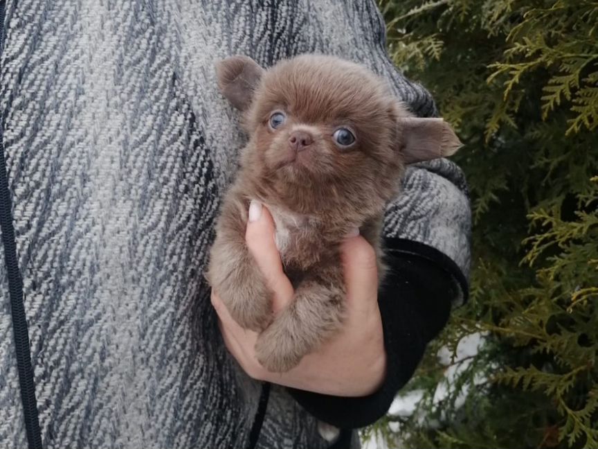 Чихуахуа мальчик длиношерстный