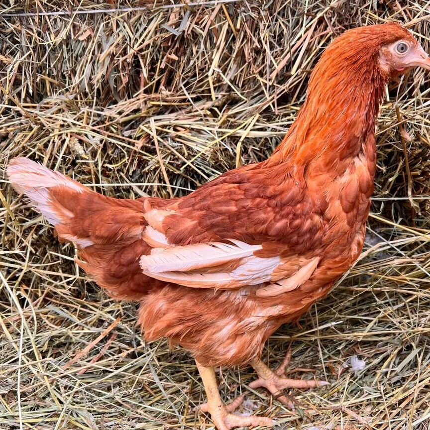 Куры несушки