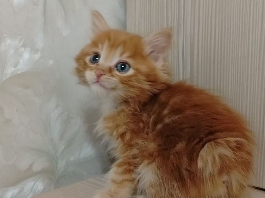 Курильский бобтейл котята