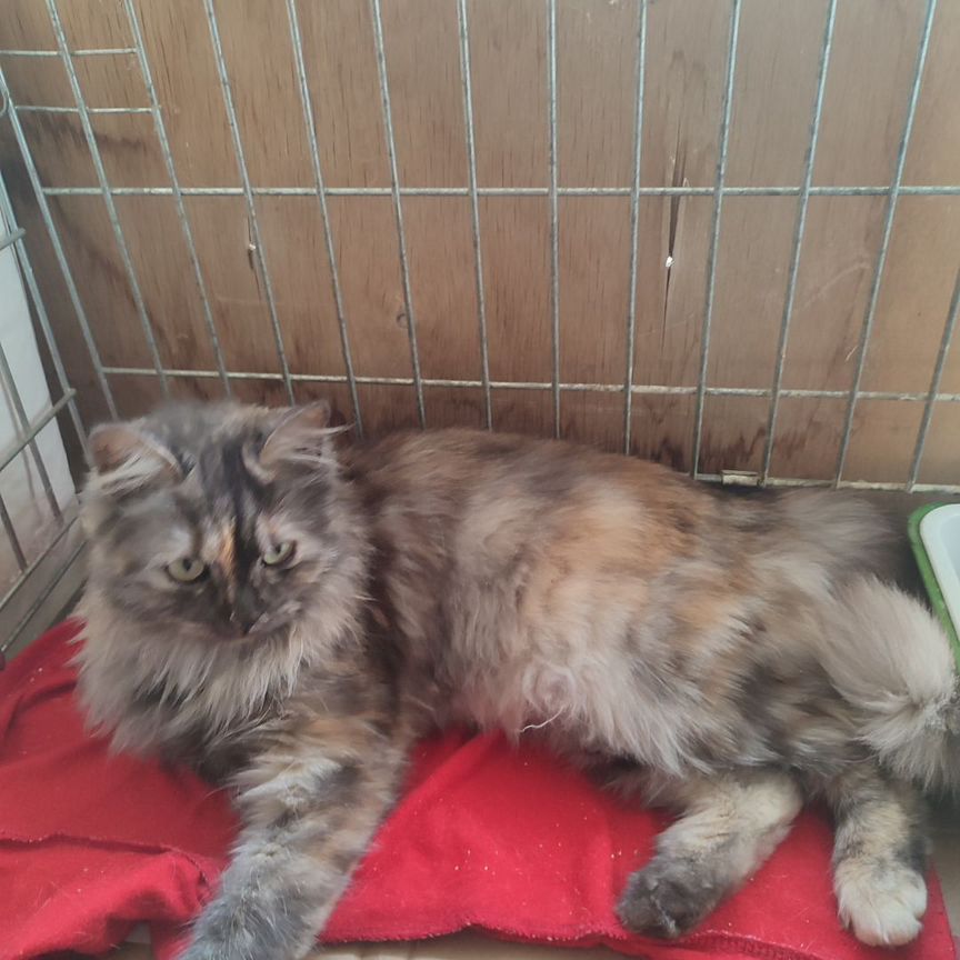 Ева в добрые руки