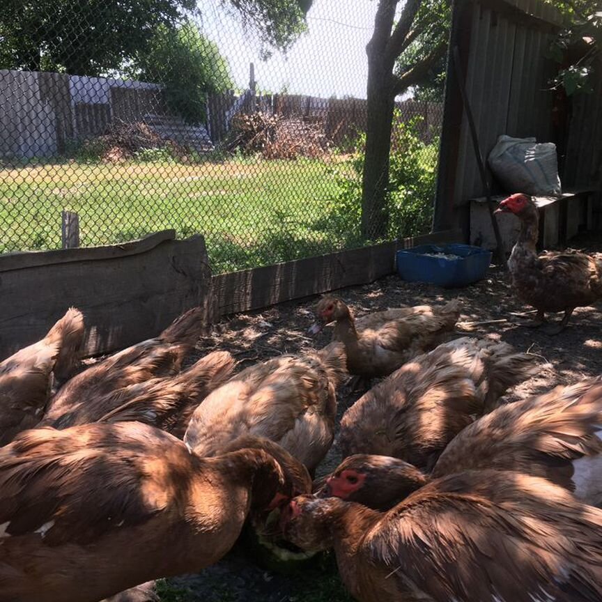 Мускусные утки