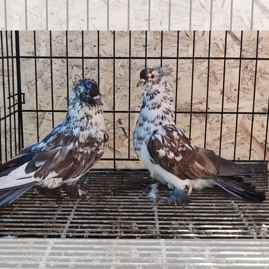 Продам голубей