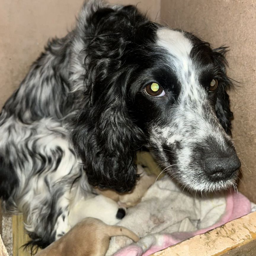 Русский охотничий спаниель, щенок