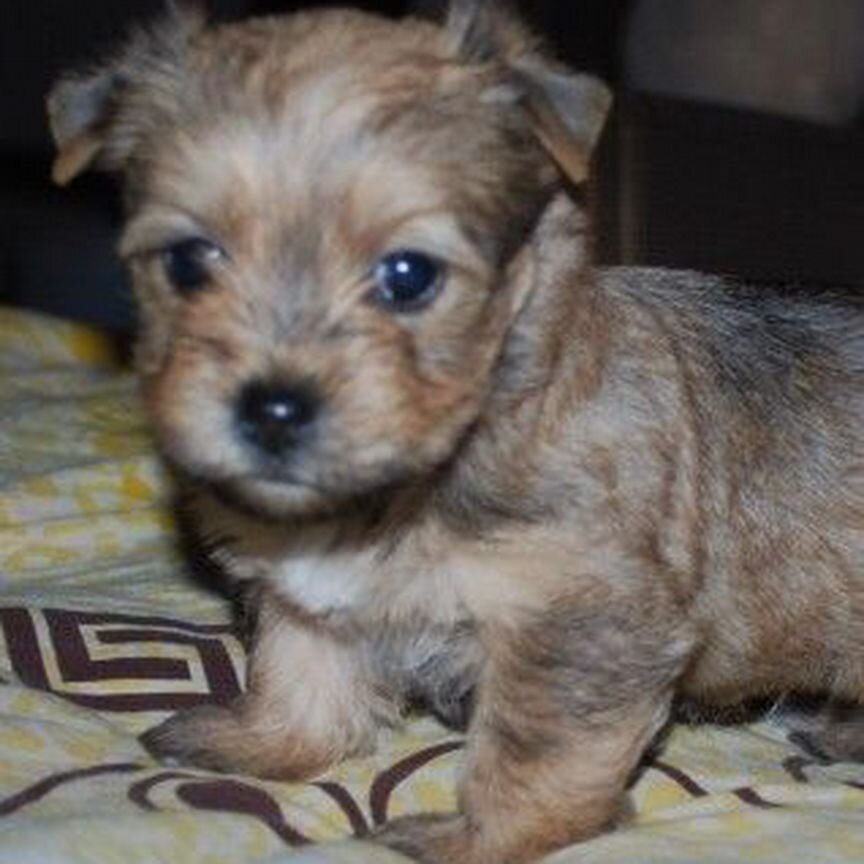 Щеночки мини йорка