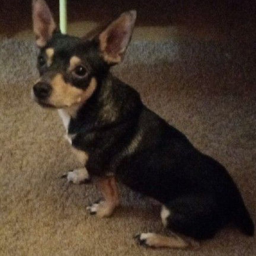 Русский той-терьер, взрослый пёс