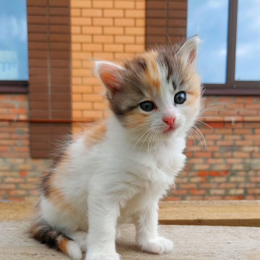 Котята в добрые руки бесплатно