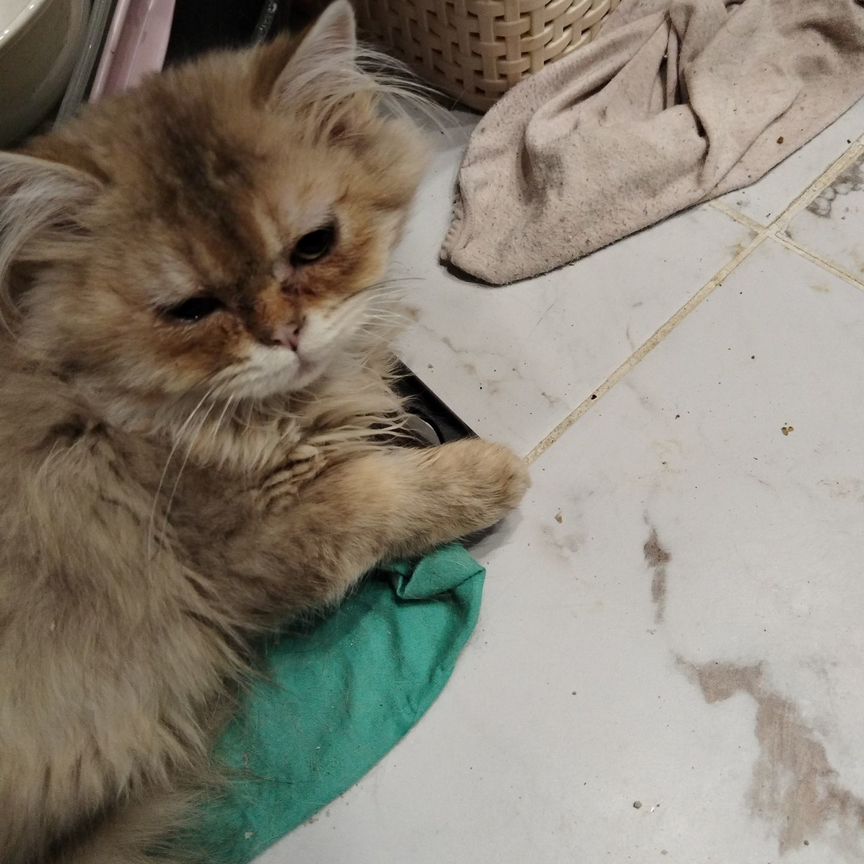 Шотландские котята ищут дом