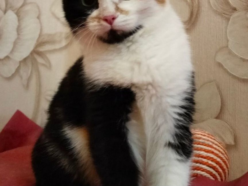 Пуговка в добрые руки