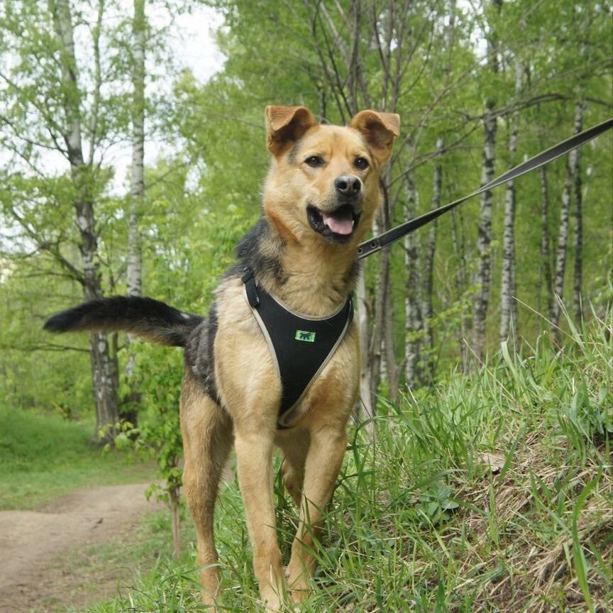 Амур ищет дом