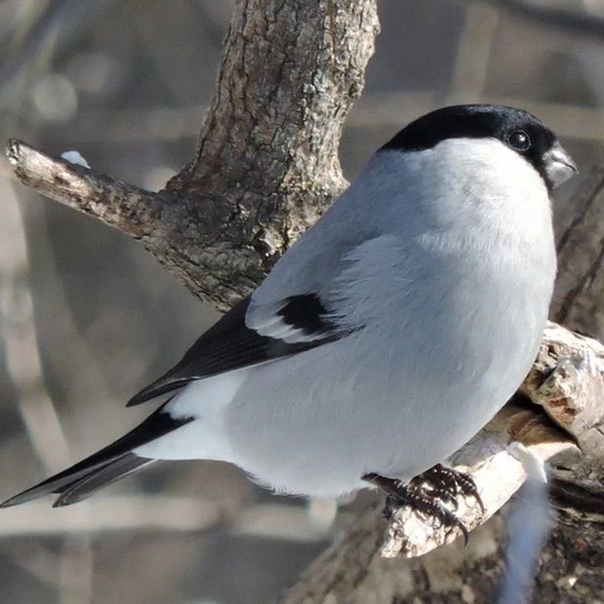 Певчие птицы