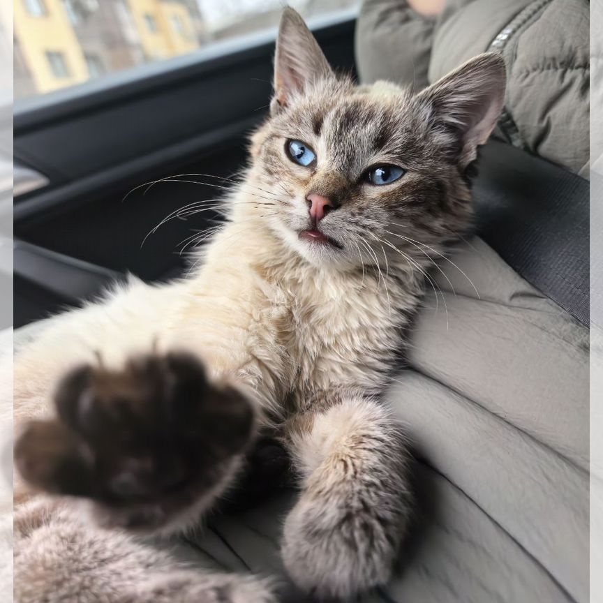 Котёнок в добрые руки