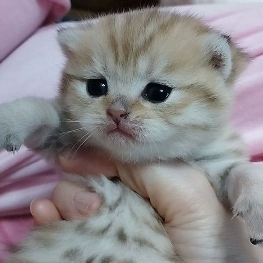 Британская шиншилла