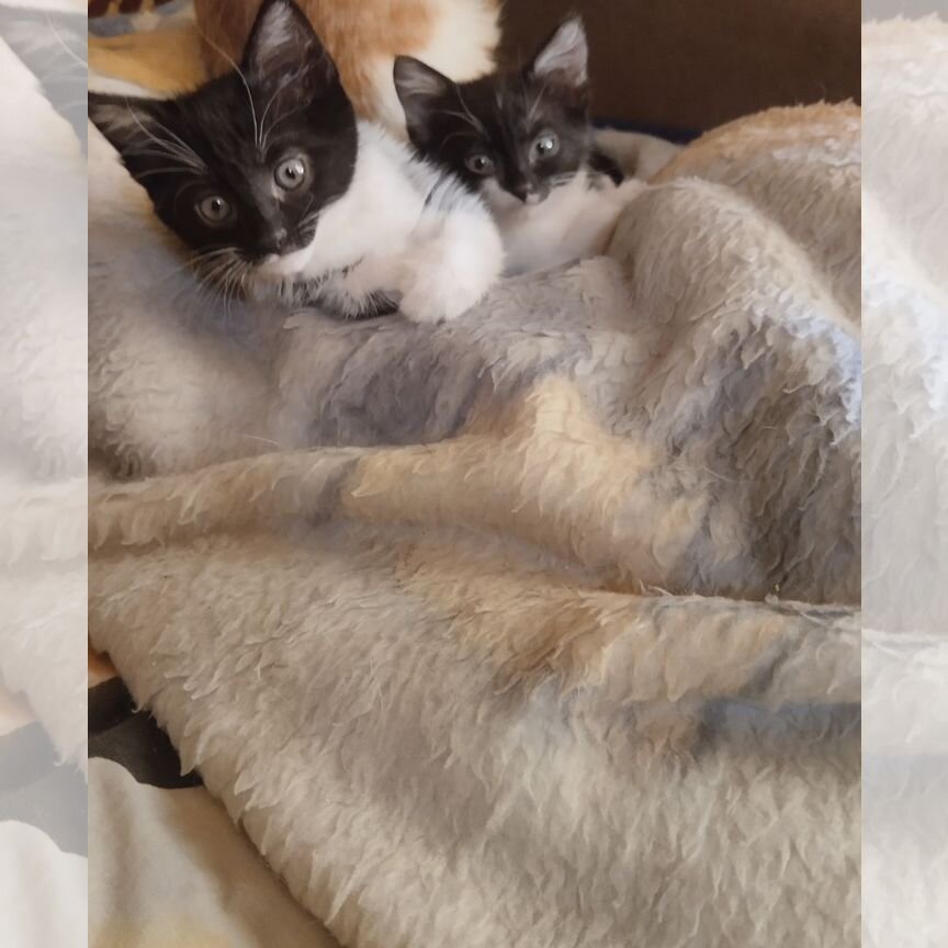 Мейн-кун котёнок