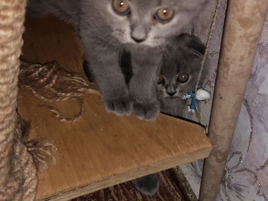 Британская