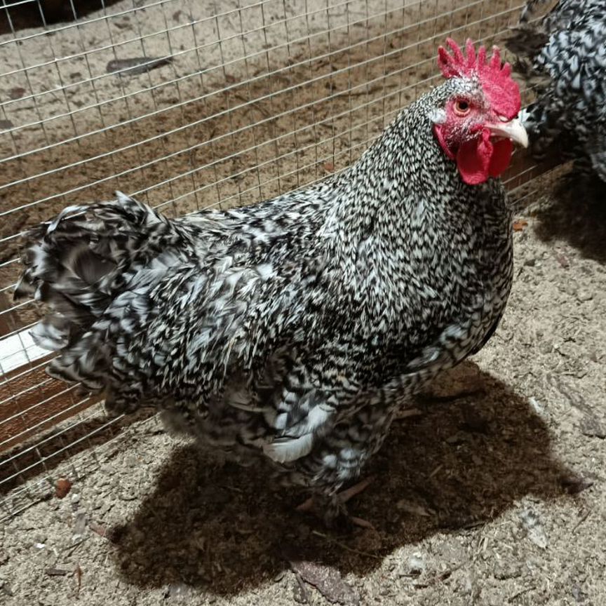 Мехеленская Кукушка(Малин) порода кур