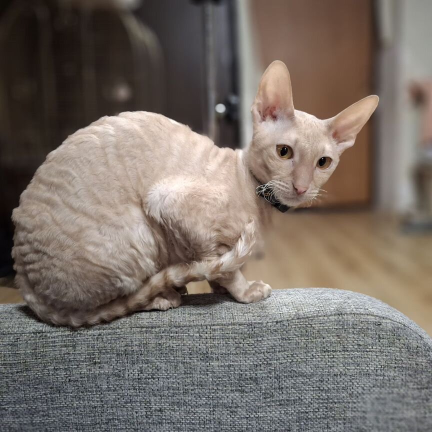 Кошка корниш рекс