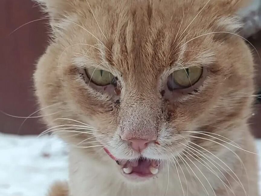 Лаврентий умирает на улице