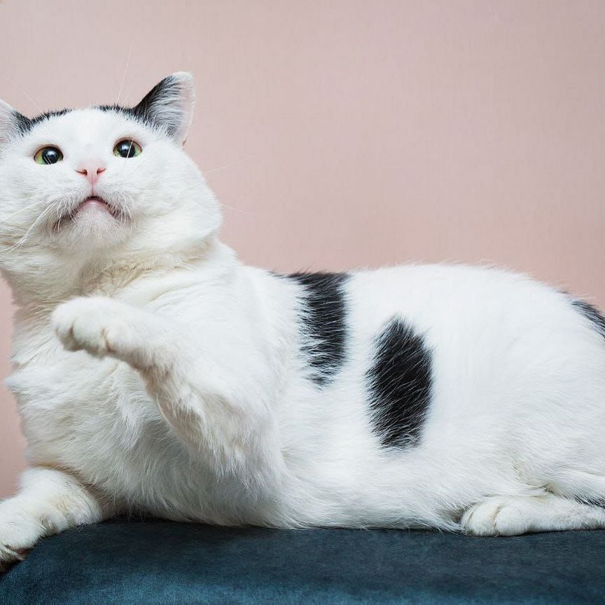Кот котенок котята бесплатно