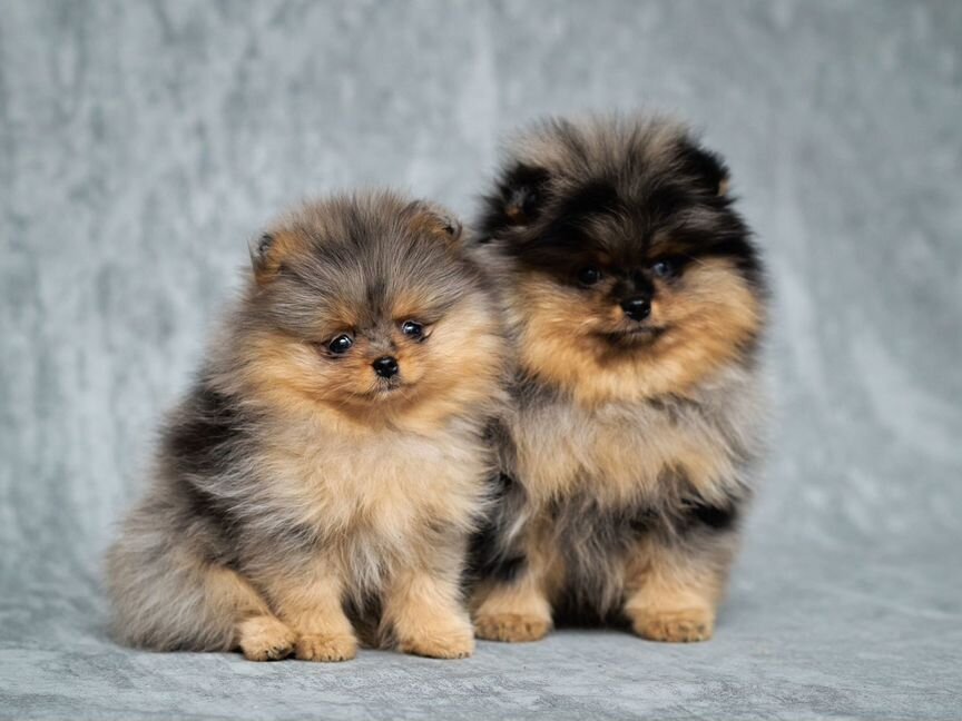 Померанский шпиц мерле окраса