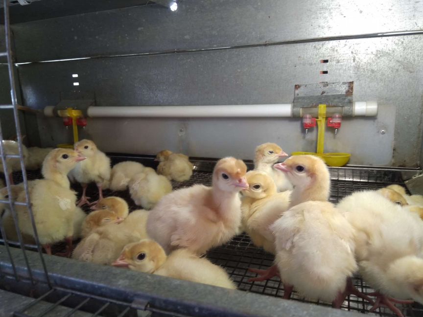 Индюшата биг 6