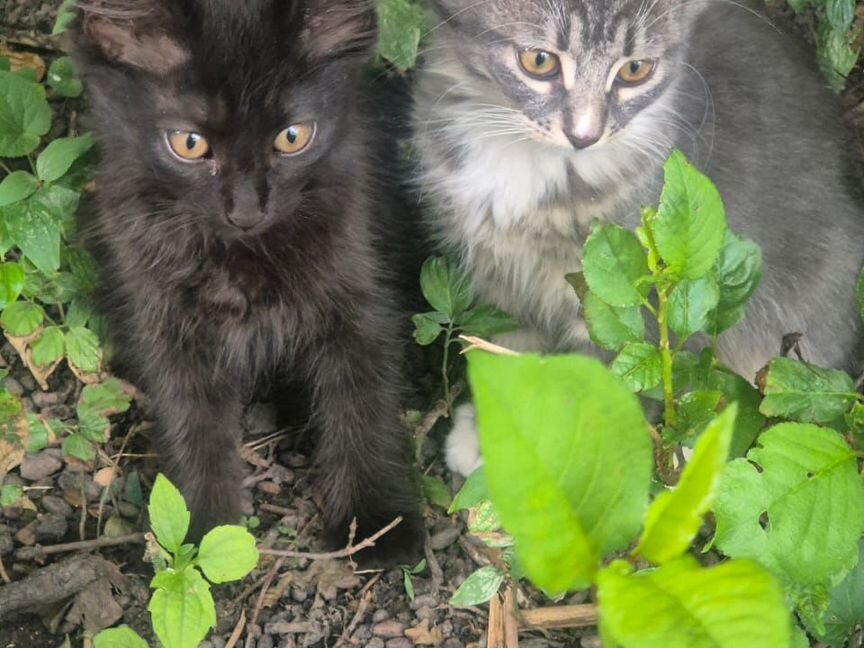 Кошка