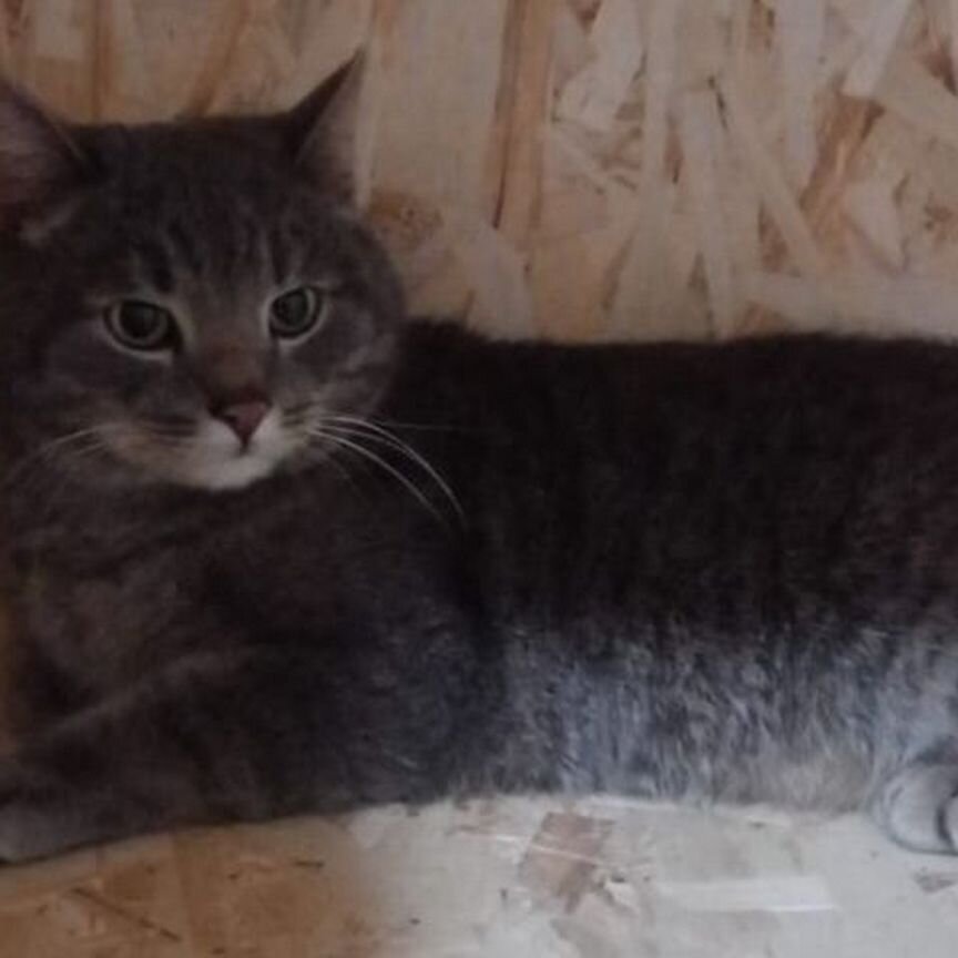 Котики бесплатно в добрые руки