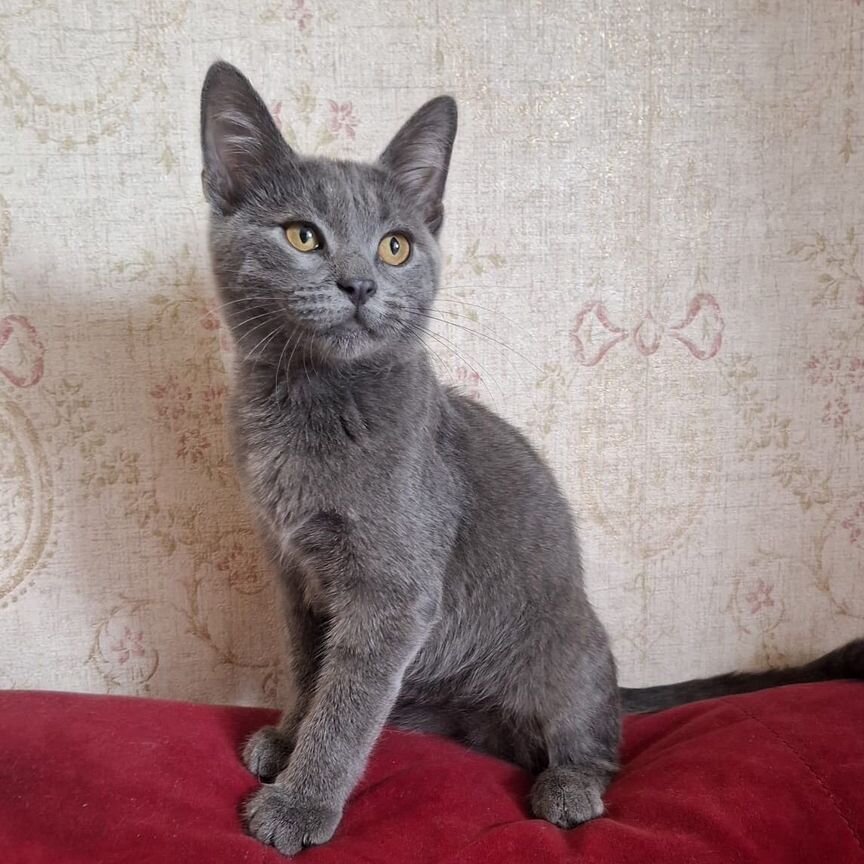 Котята