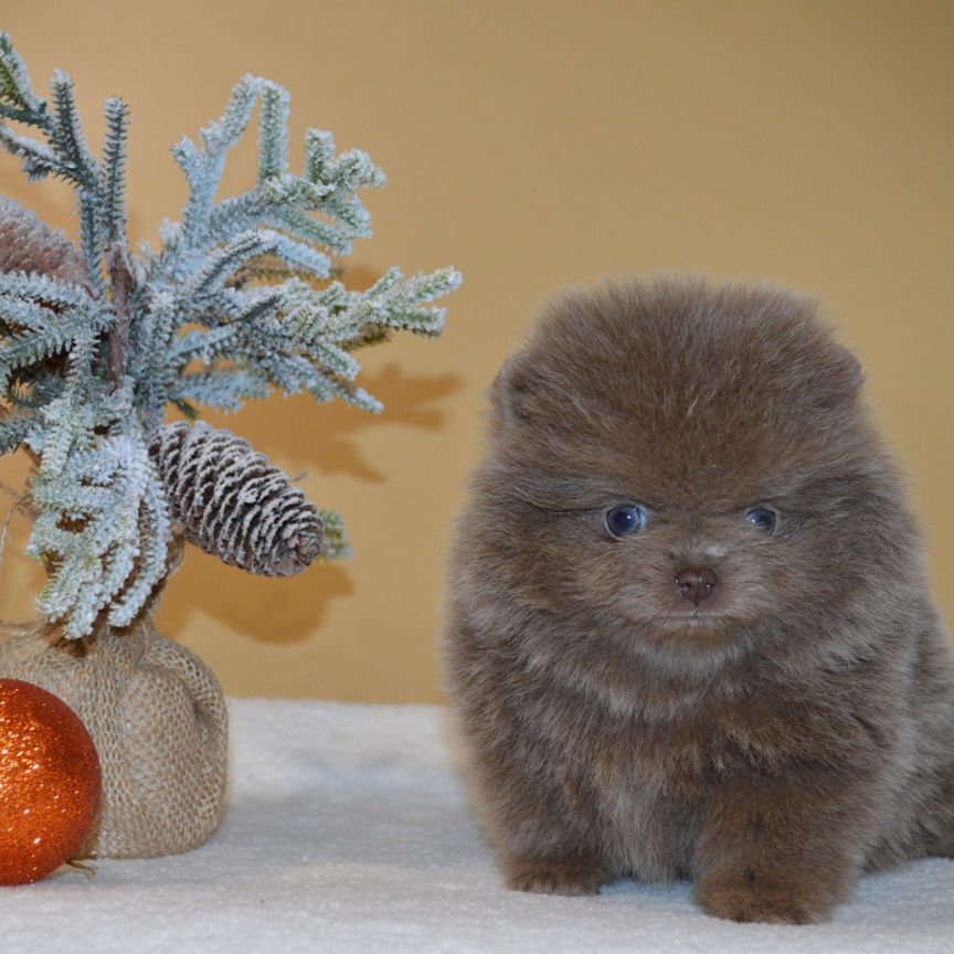 Померанский шпиц, щенок