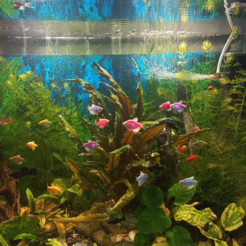 Аквариумные рыбки тернеции,моллинезии