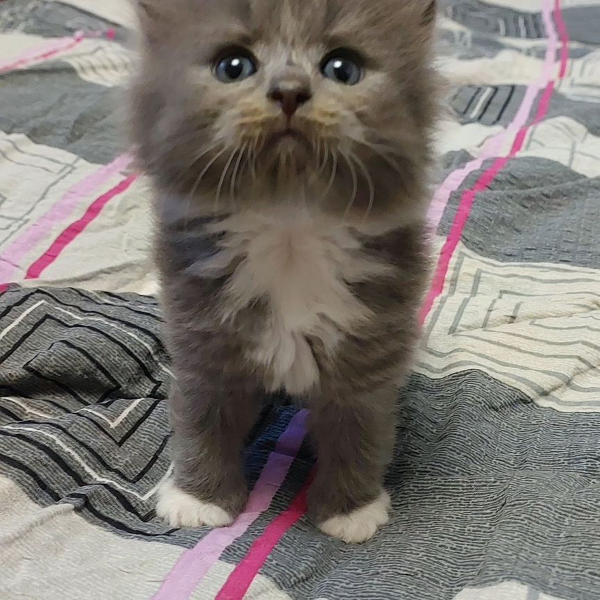 Шотландский (хайленд-фолд,мальчик)