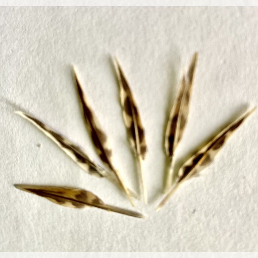 Перо вальдшнепа, 6штук (цена за все)