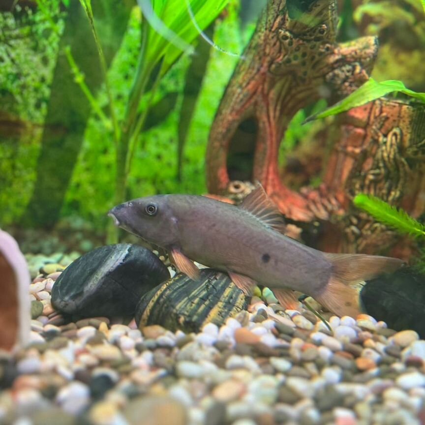 Боция - модеста