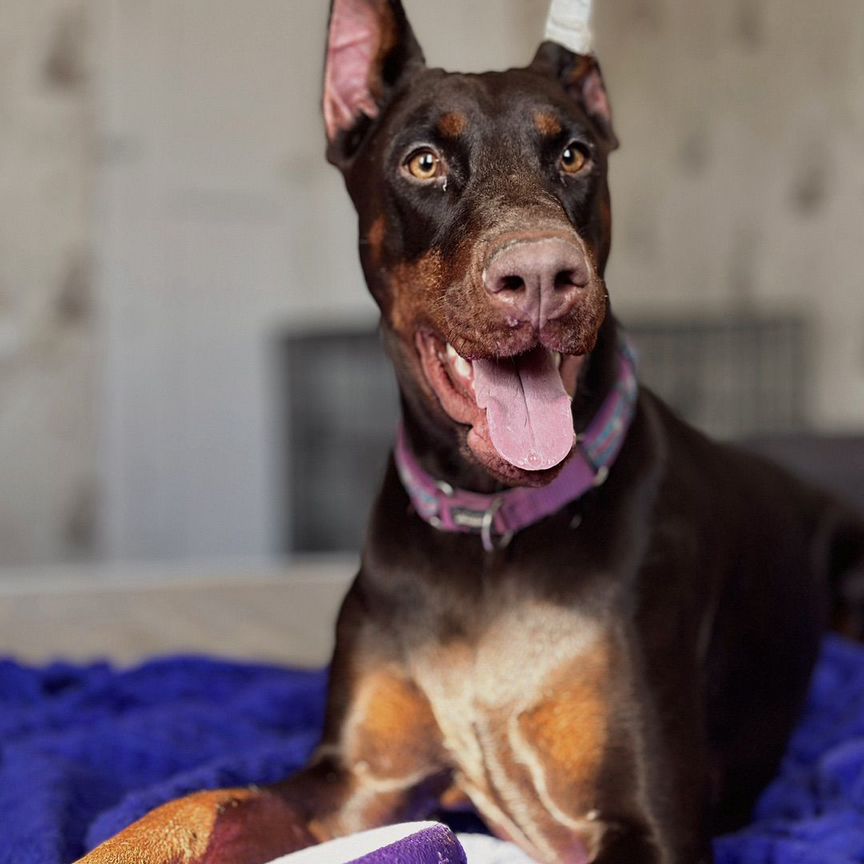 Доберман в добрые руки