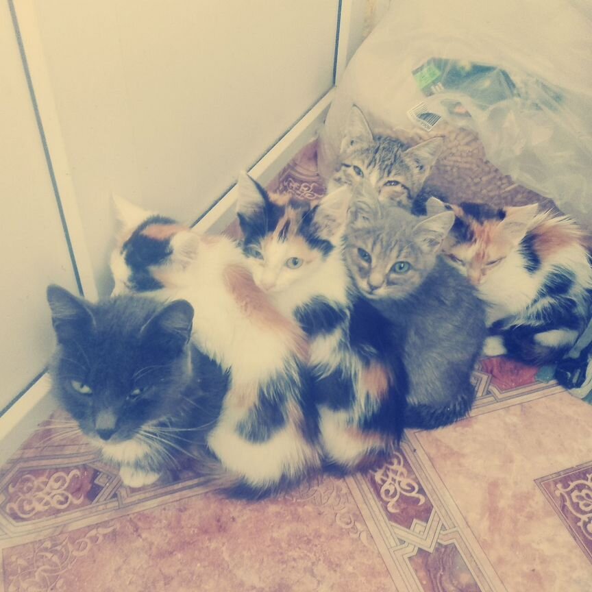 Бездомные животные