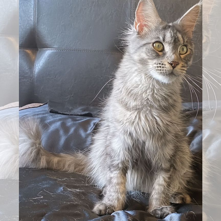 Мейн-кун, взрослая кошка