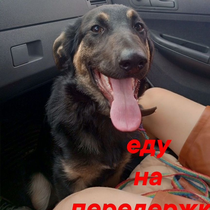Щенок в добрые руки бесплатно