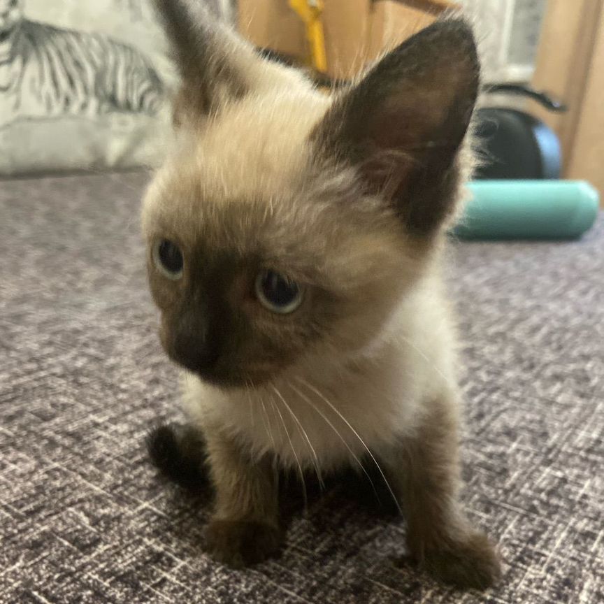 Котёнок в добрые руки