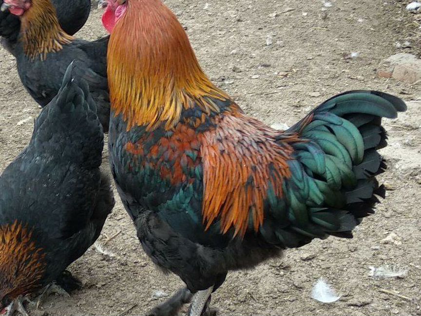 Петухи Мараны и Амерауканы
