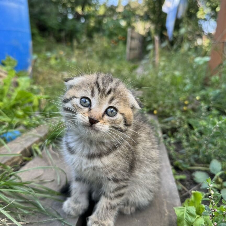 Котята усатые друзья