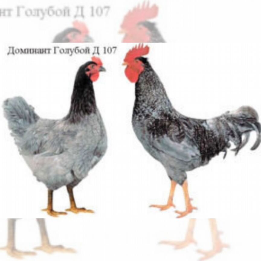 Доминант D 107