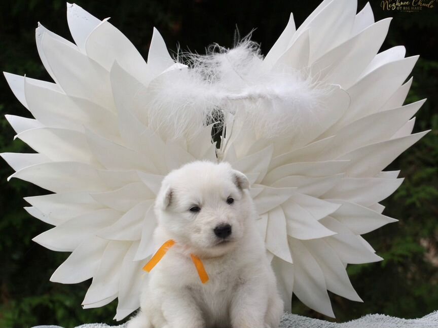 Щенки Белой Швейцарской Овчарки