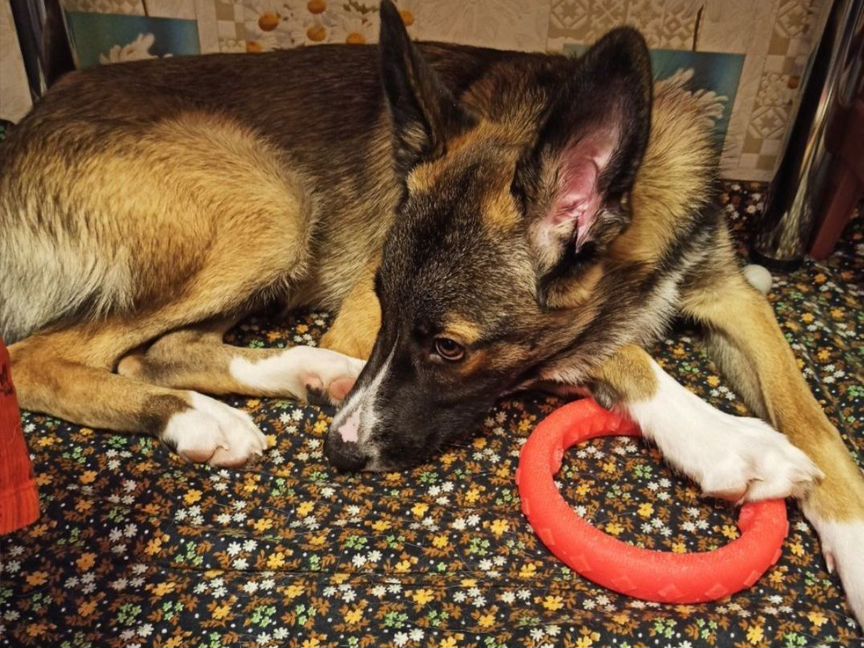 Маленький принц