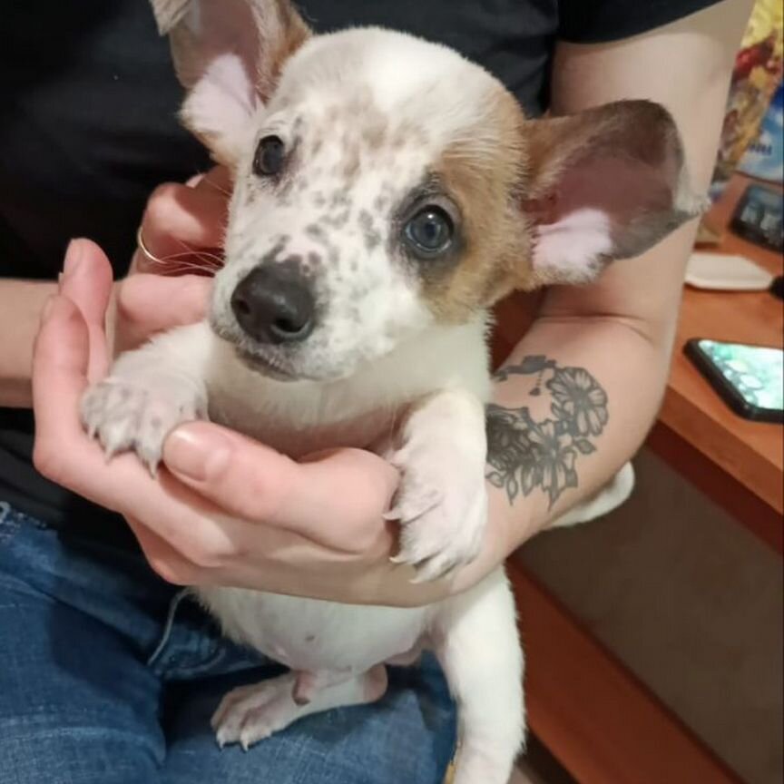 Щенок в добрые руки